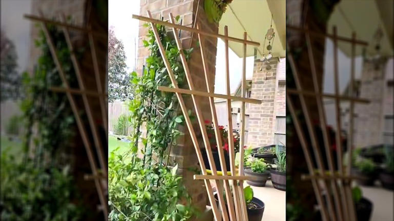 Beautiful DIY Garden Trellis Ideas That Will Transform Your Backyard