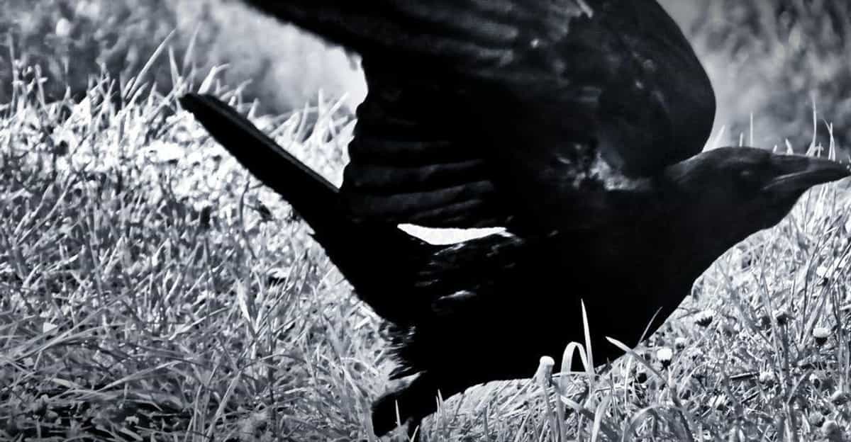 Terrifying Bird Facts