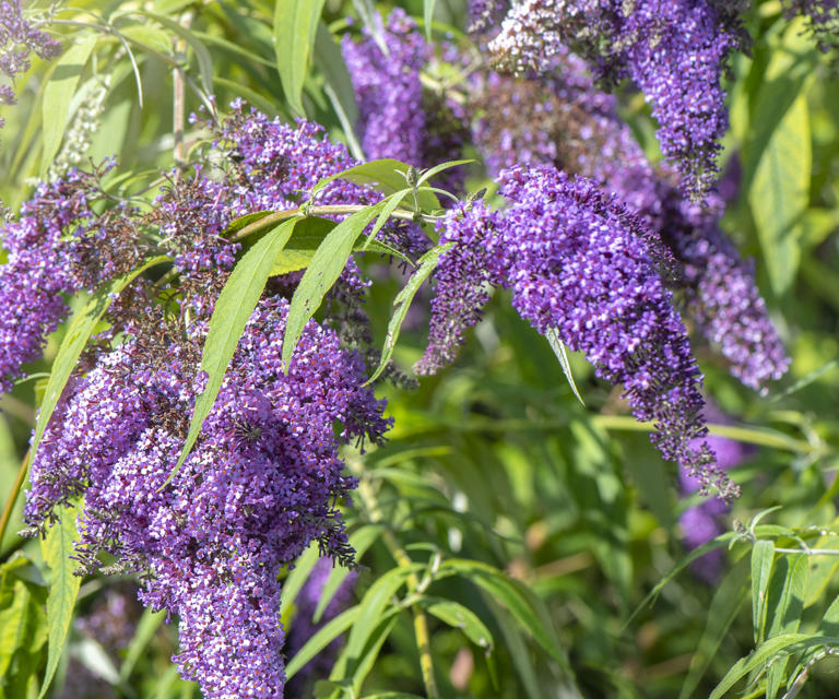 How to prune buddleia – garden experts reveal the best methods and ...