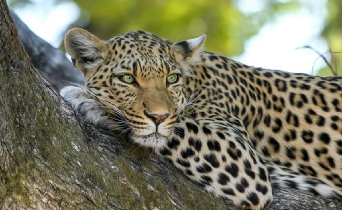 Boy, 10, mauled to death by leopard in Madhya Pradesh