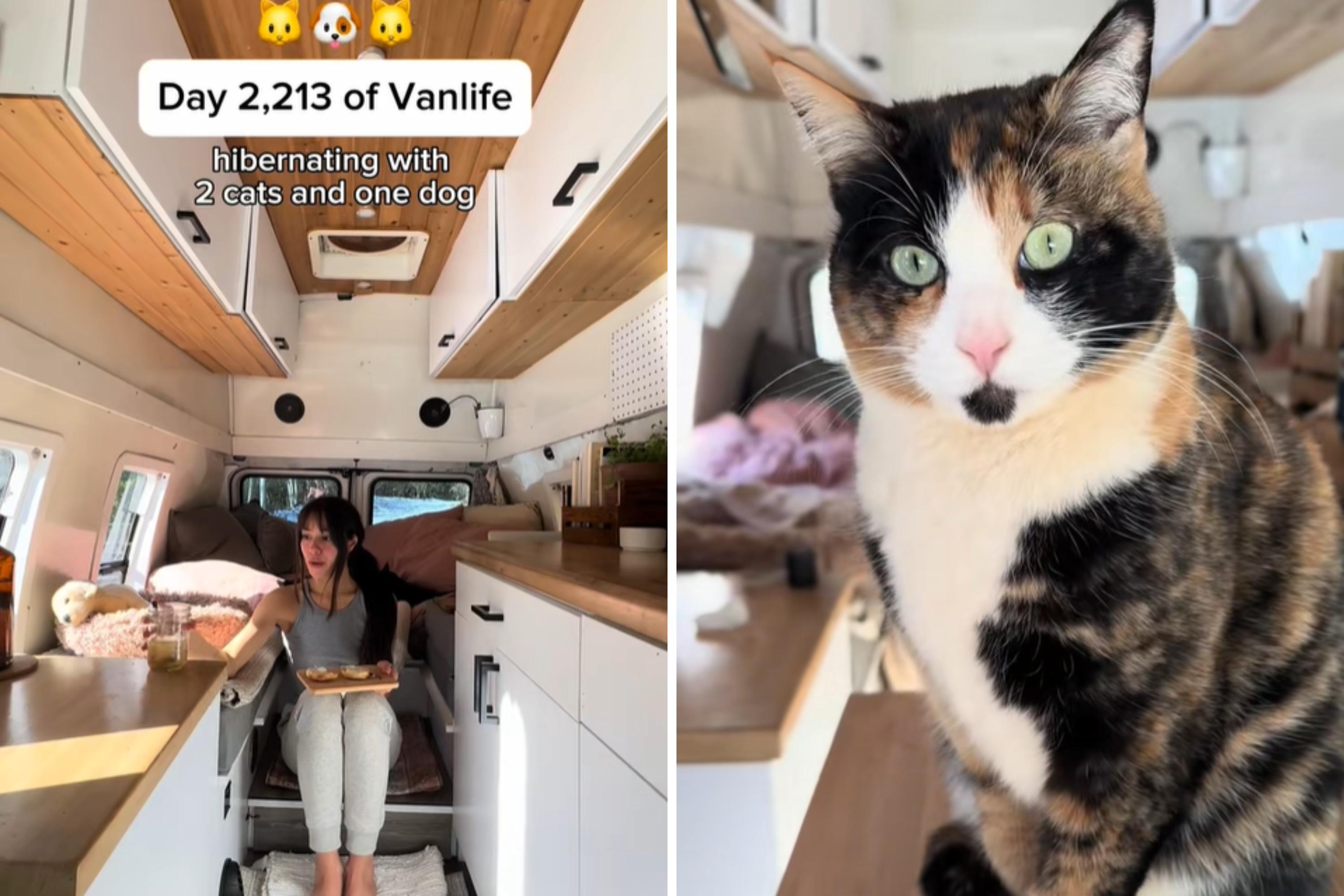 Millennial shares "deeply rewarding" life on road with two cats and a dog