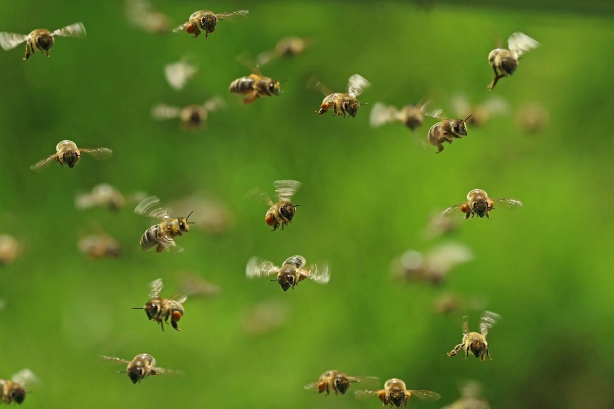 Bees attack UP govt officials in Lalitpur; ADM critically injured