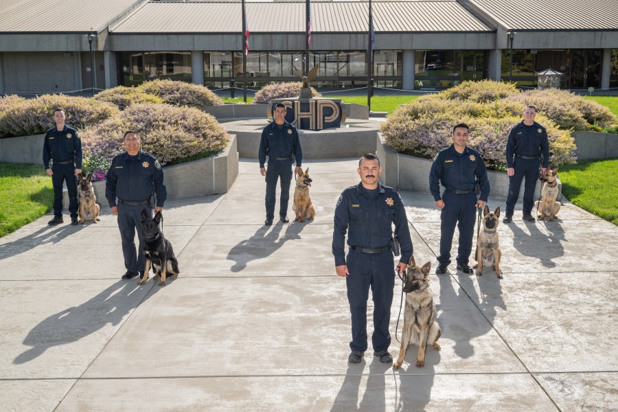 New California Highway Patrol K-9 teams trained to sniff out fentanyl