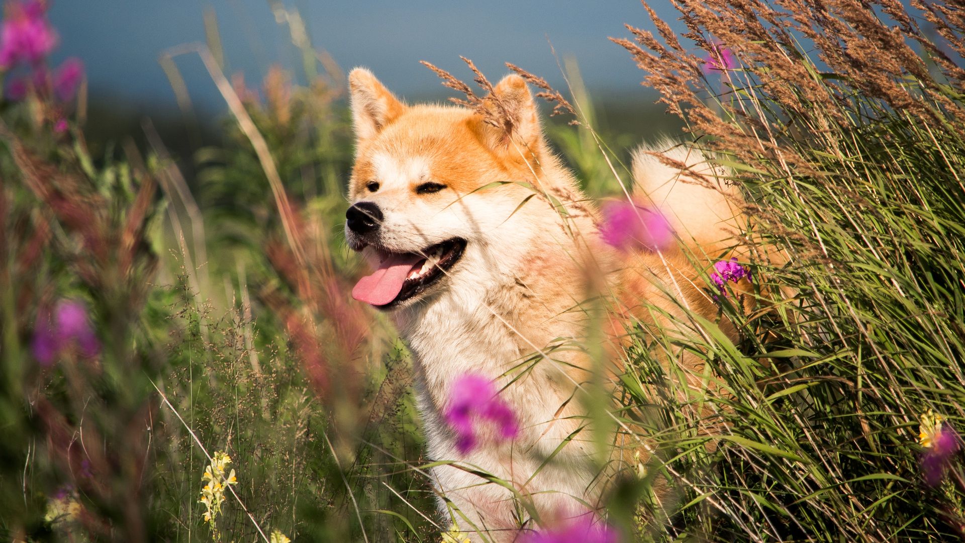 10 dog breeds with bad reputations: Are the stereotypes true?