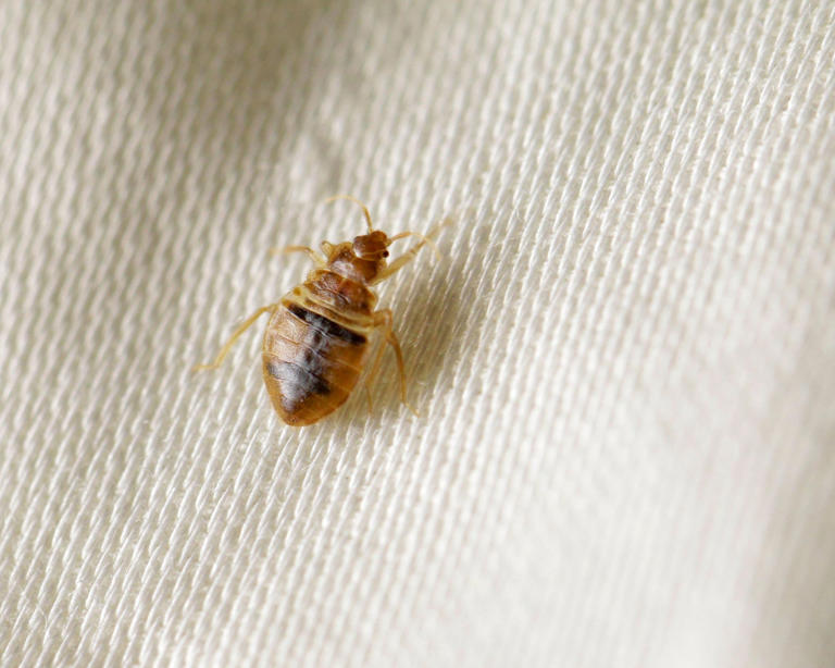 Bedbug vs. cockroach – entomologists reveal 6 differences, and why it ...
