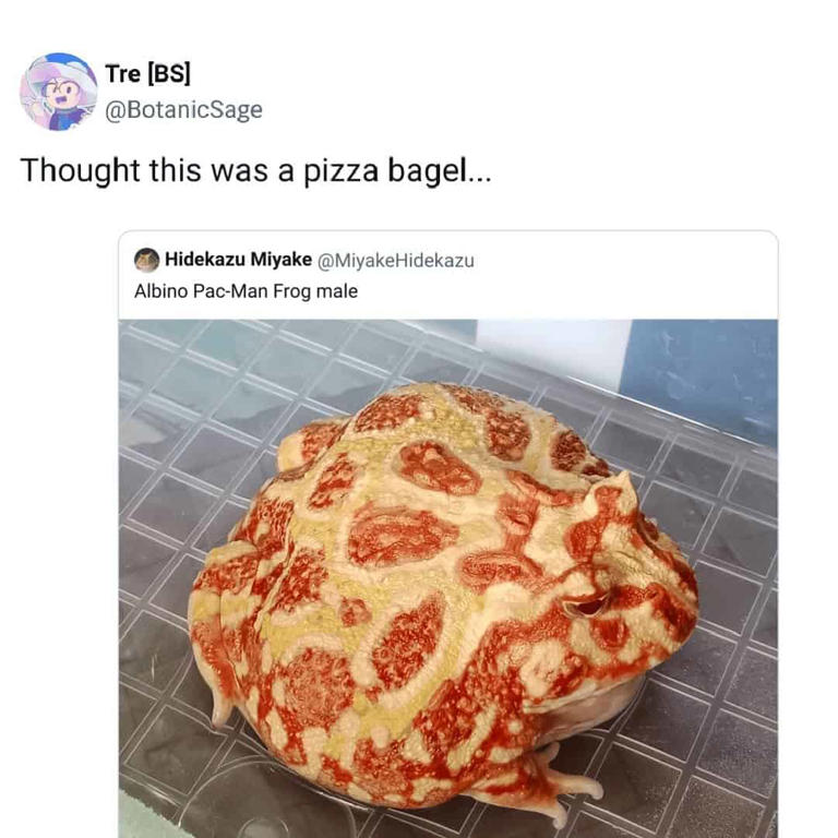 40 Funniest Food Tweets That Made Us Laugh Away The Calories This Week ...