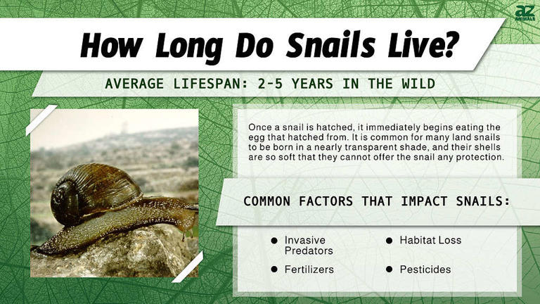 Snail Lifespan: How Long Do Snails Live?