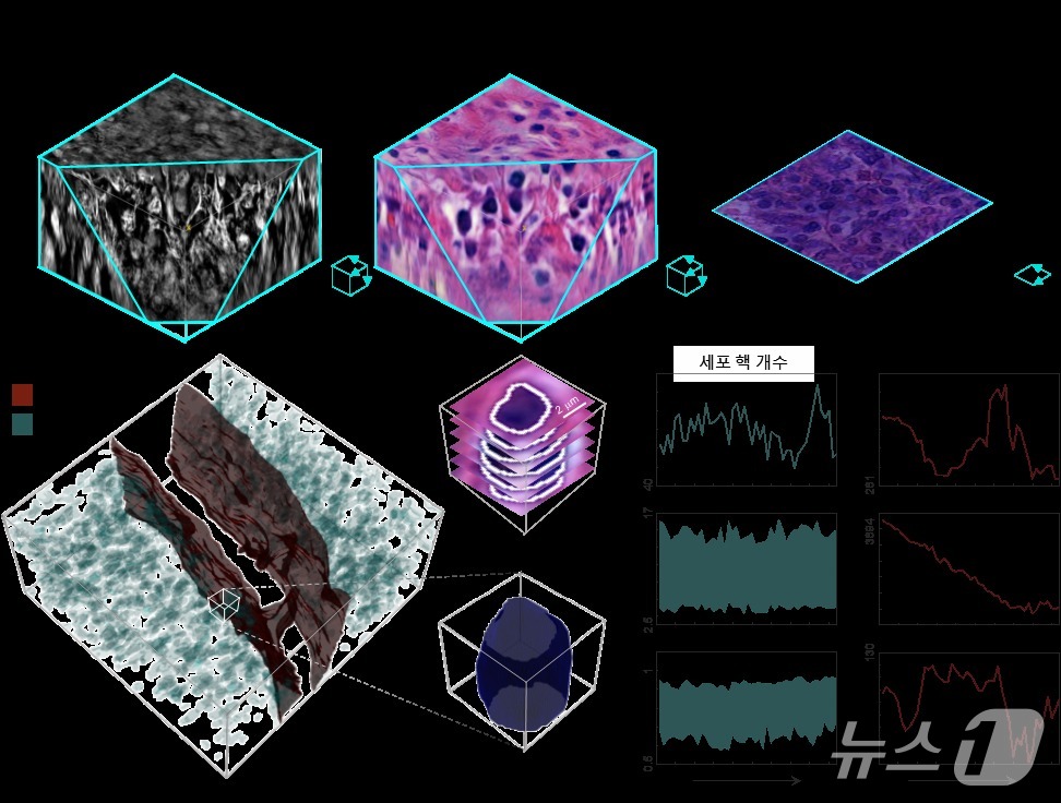 KAIST, 암 조직 '3D·가상염색'으로 관찰 기술 개발