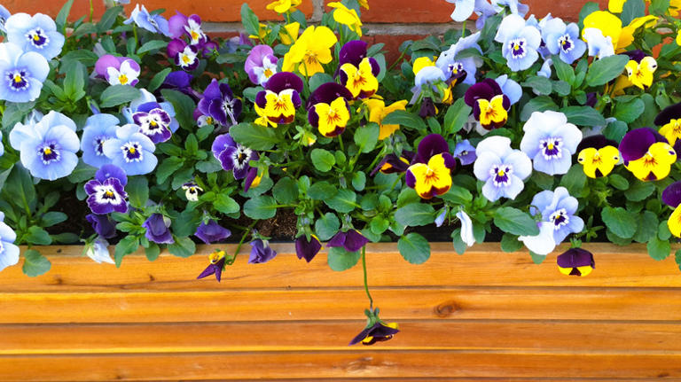 Do Plants Still Grow Well In Outdoor Benches?