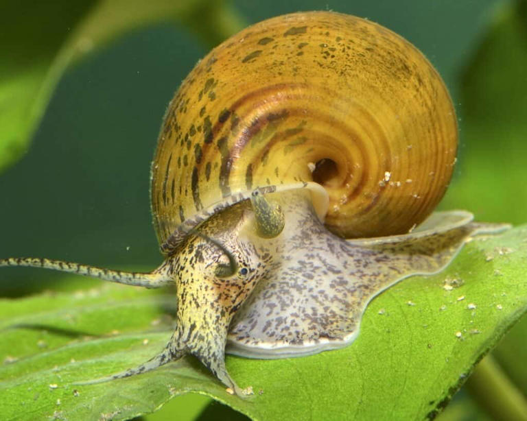 Snail Lifespan: How Long Do Snails Live?