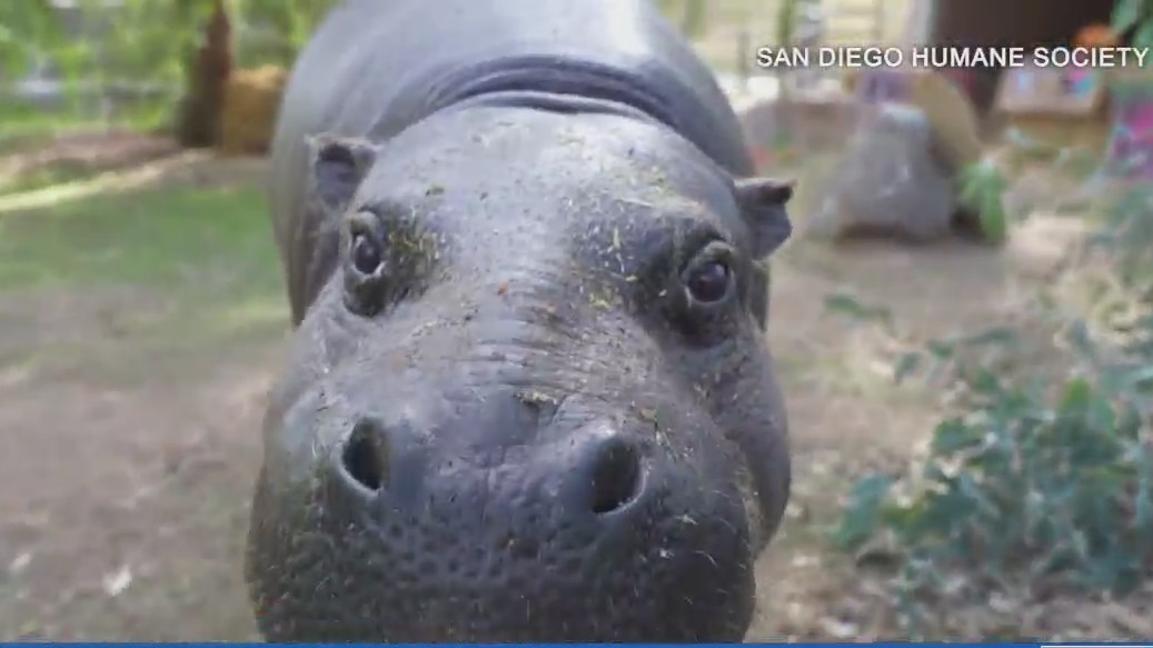 San Diego Humane Society's Ramona Wildlife Center celebrates new world ...