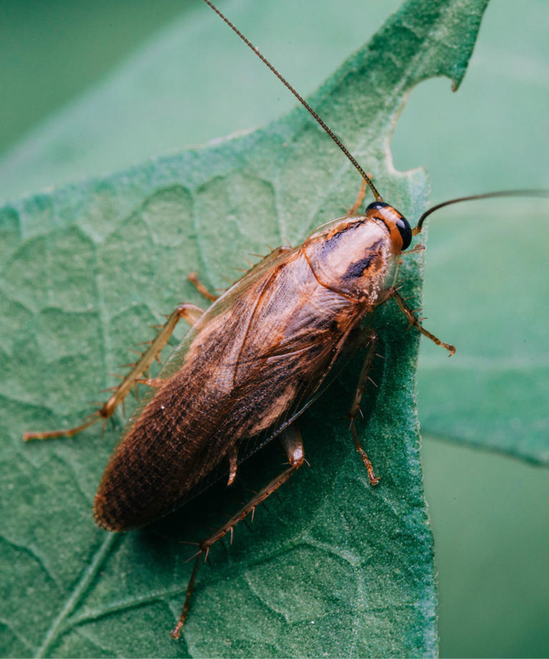 Bedbug vs. cockroach – entomologists reveal 6 differences, and why it ...