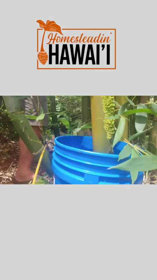 Treating Bamboo with the Bucket Method