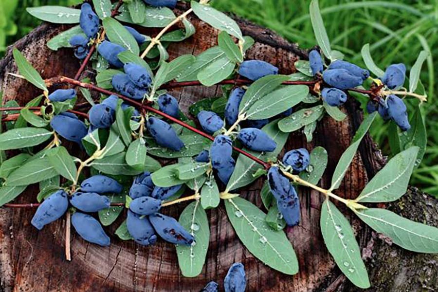 New ground, same roots — gardening in a new area