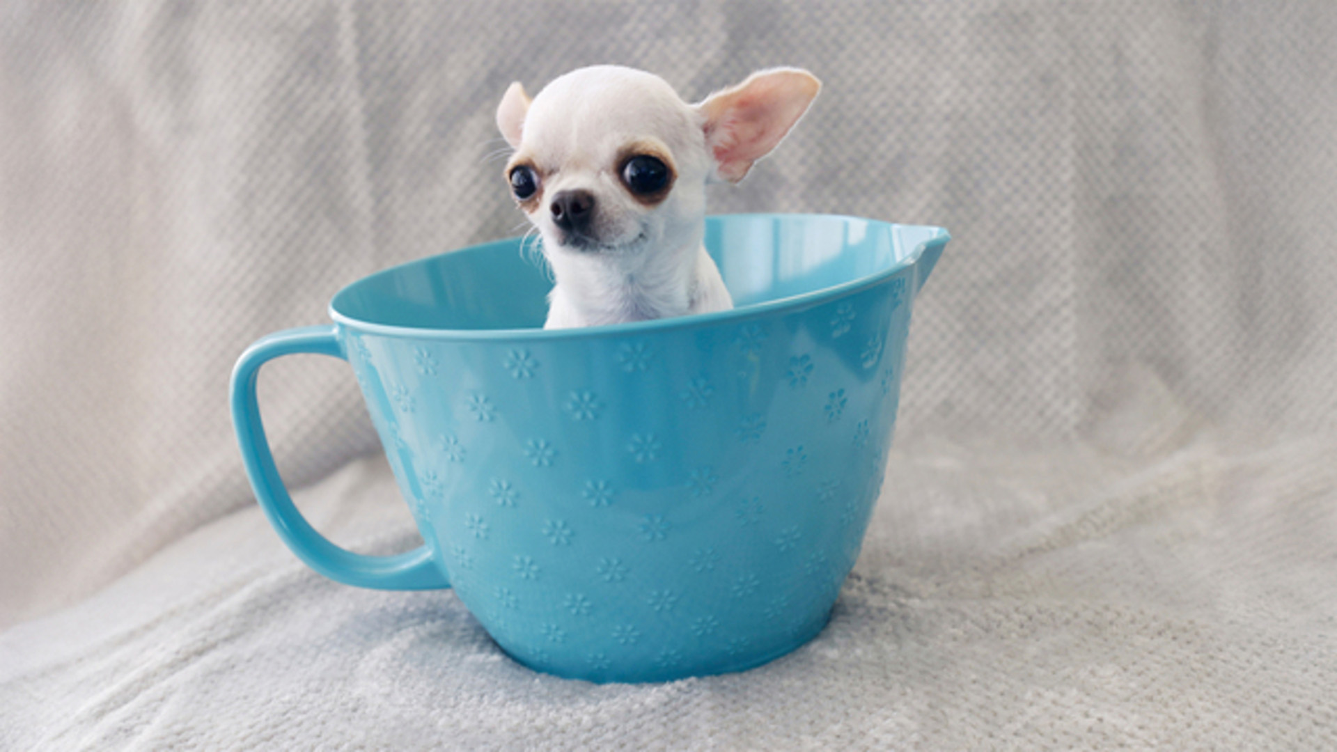 Rencontrez Pearl, le plus petit chien du monde