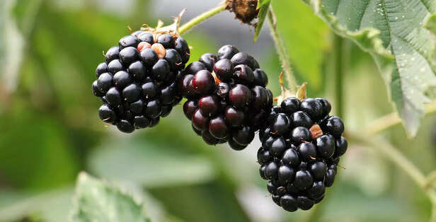 Blackberry vs. Blackcurrant vs. Blueberry: Know the Difference