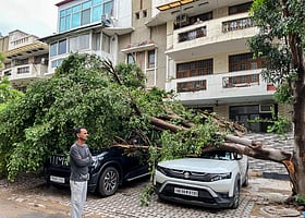 Mayhem: A stormy summer of catastrophe for rootless tree