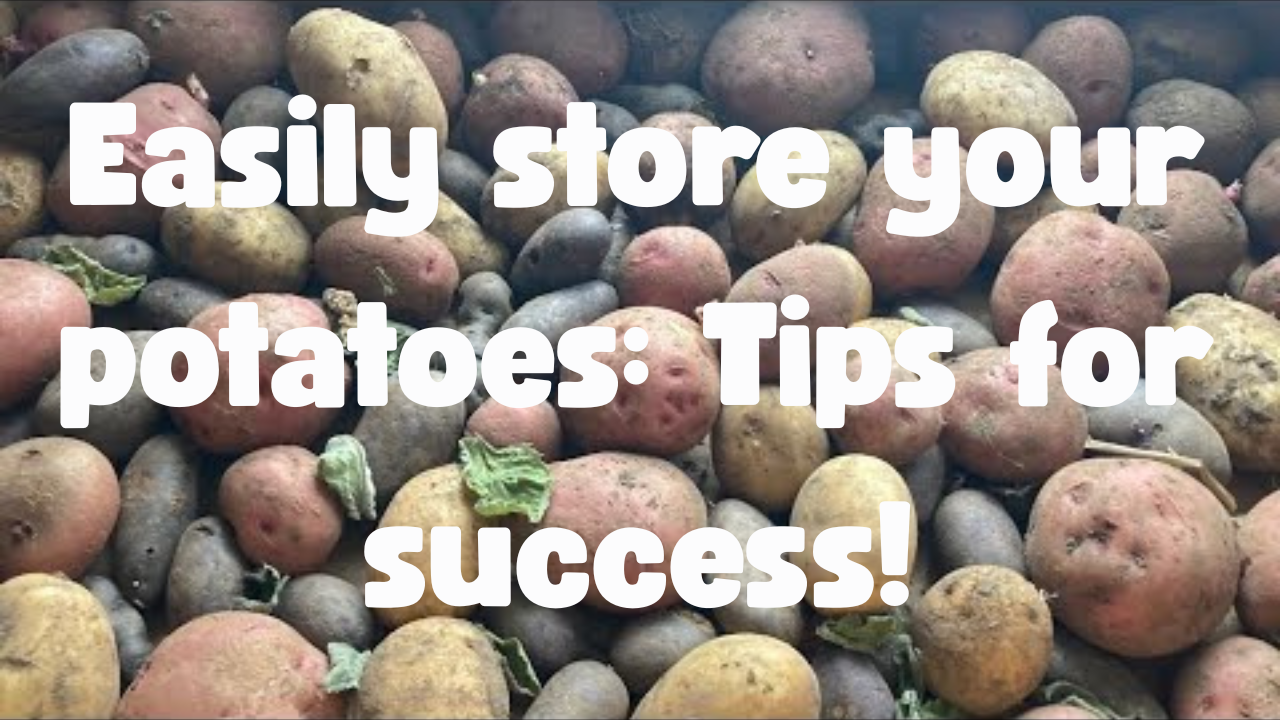 Easily store your potatoes: Tips for success!