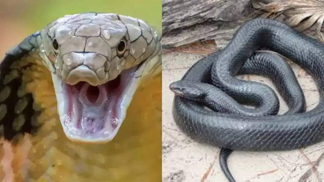 King cobra vs. Indigo snake: Who would win in a fight based on size, venom, habitat, and more