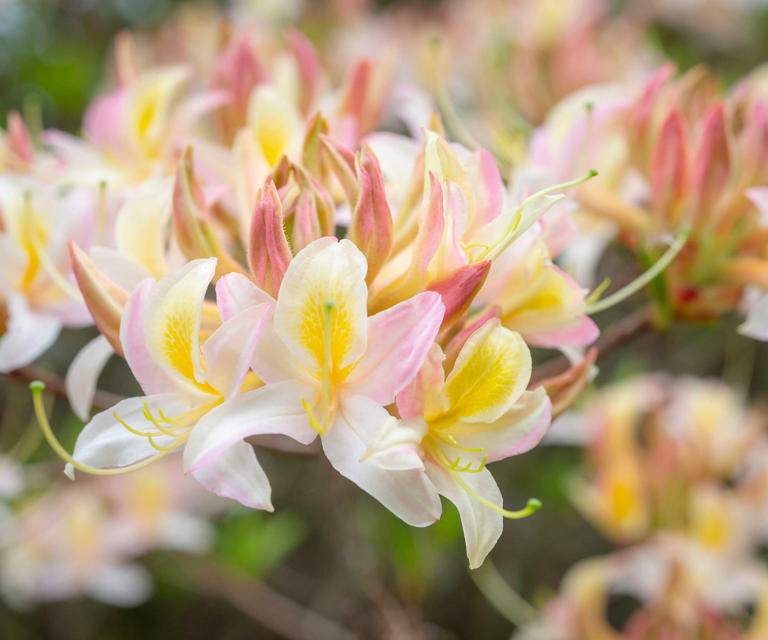 Where never to plant azaleas – 5 places to avoid growing these early ...