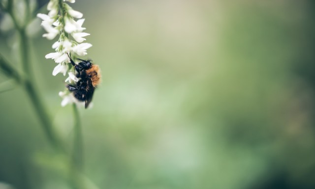 Scientists Issue Urgent Warning After Observing Dramatic Shifts In Bees
