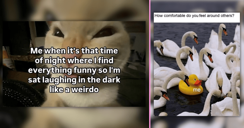 25 Introvert Memes That Accurately Depict the Desire to be Alone (May ...