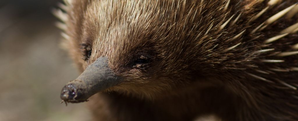 Scientists Peered Inside The Echidna's Mysterious 'Pseudo-Pouch'