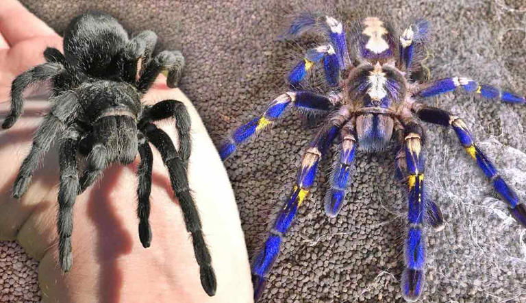 7 Spiders That Make Good Pets