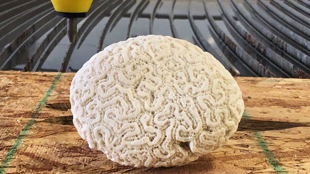 Brain Coral vs Waterjet - Interesting Cross-Section