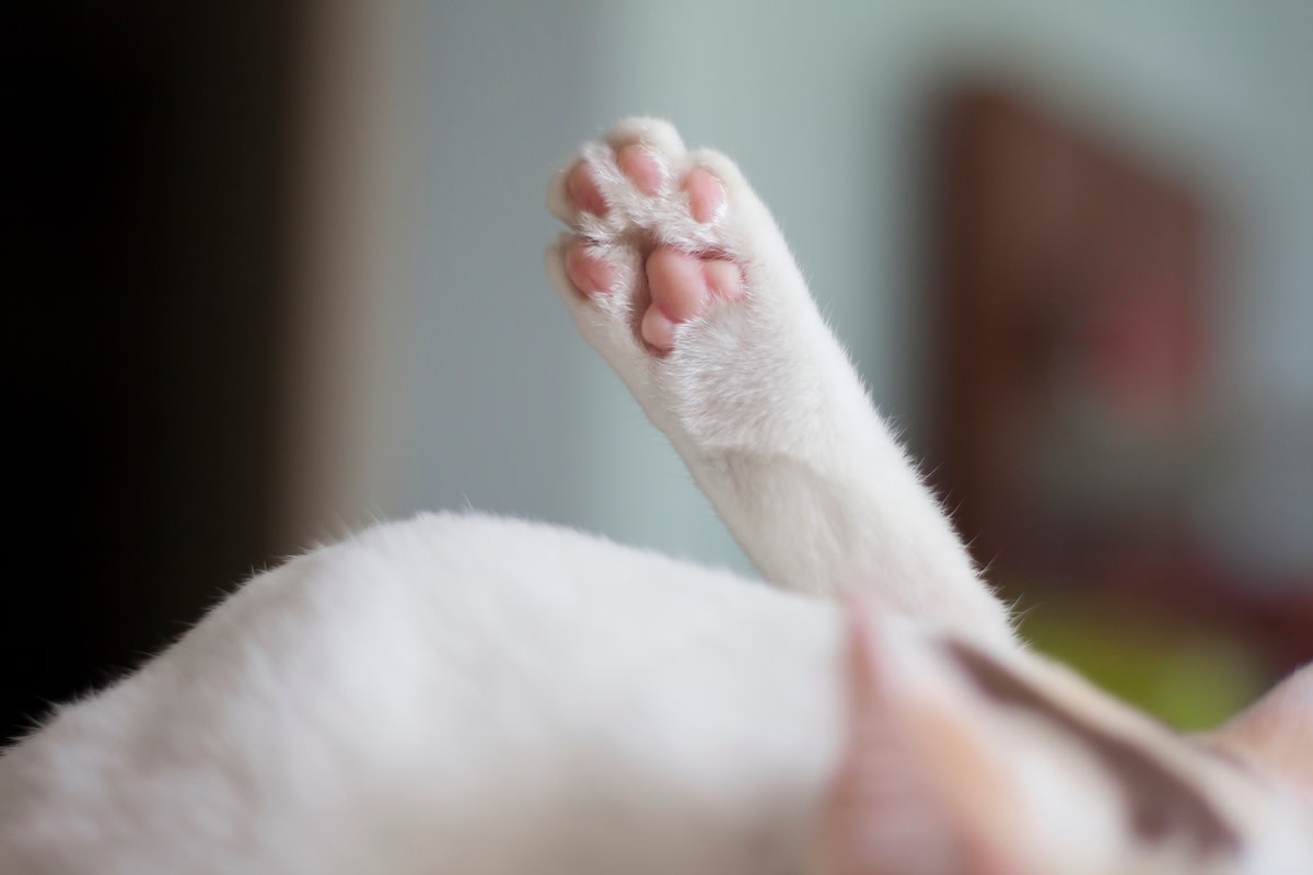 Snow White Maine Coon’s ‘Funky Feet’ Are Just Incredible