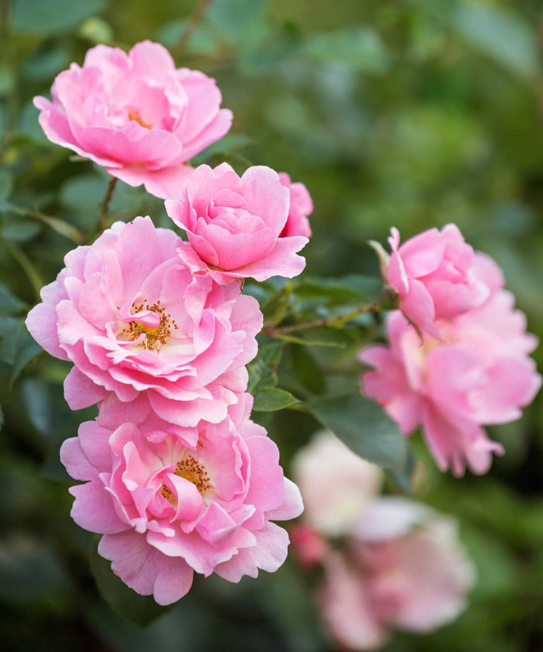 Where never to plant roses – 6 spots to avoid, with expert tips from ...