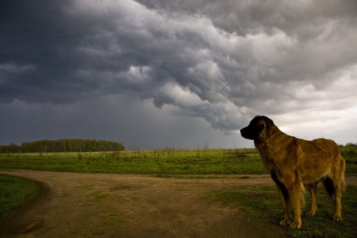 Here's How to Prepare Your Pets for Hurricane Season
