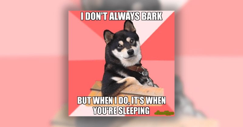 24 Dog Memes for When You're Up at Night and Need a Borking Laugh