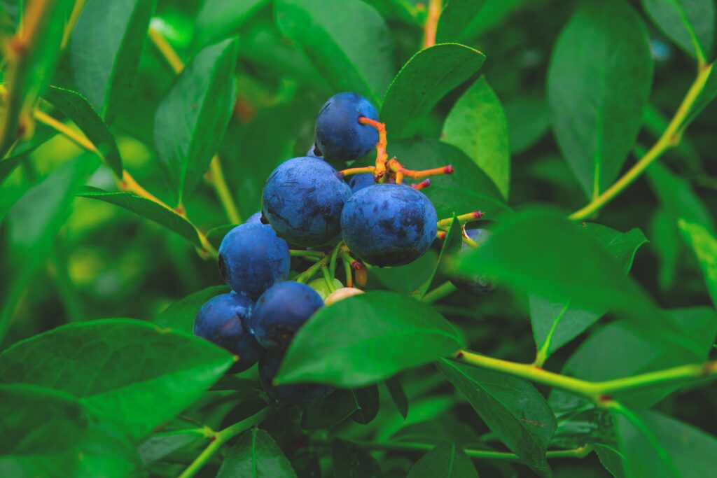 11 Must-Know Blueberry Growing Tips for Beginners