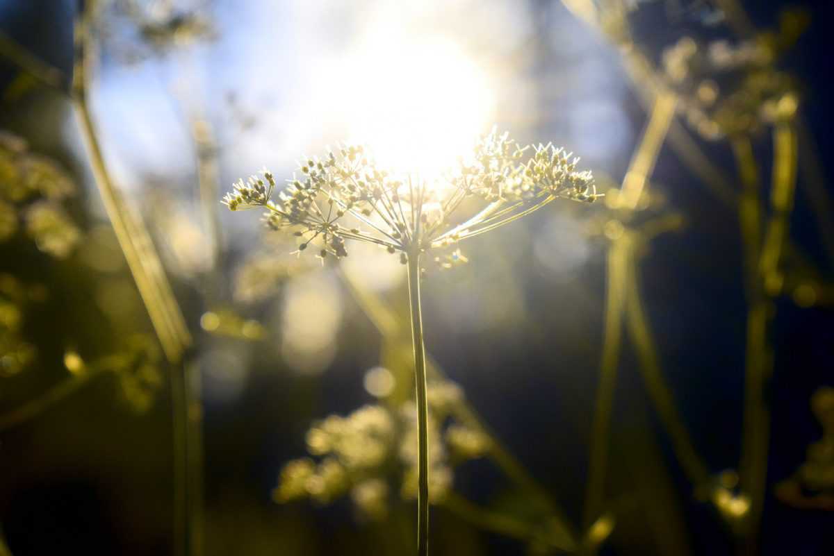 10 Plants with Spiritual Significance