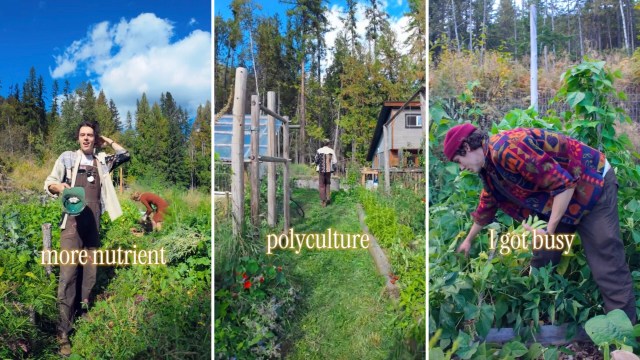 Gardener shares surprising method used to maximize garden space for ...