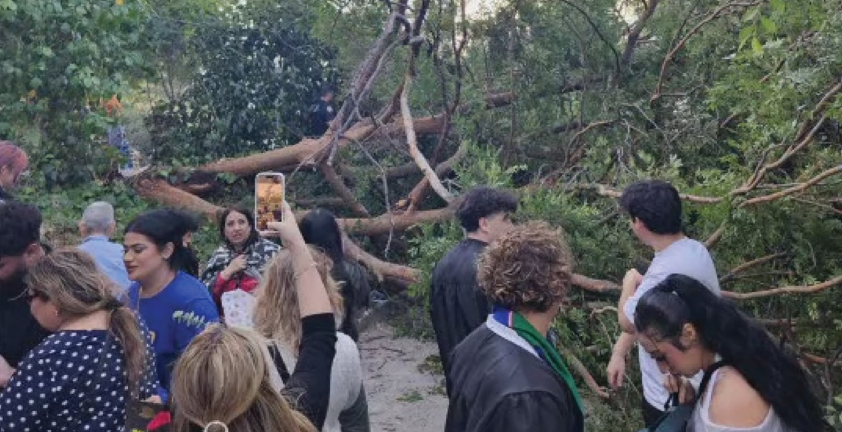 Falling Tree Injures 12 During College Graduation Ceremony In Freak ...