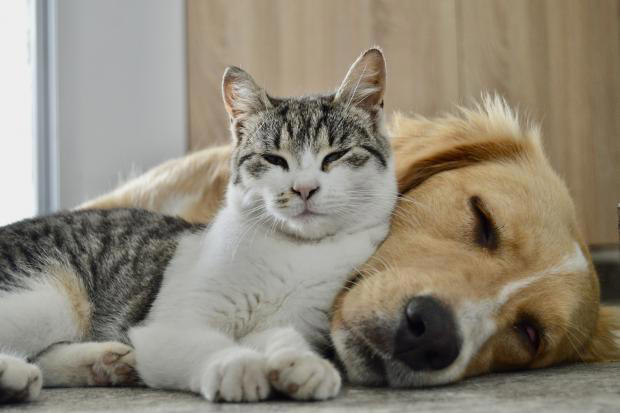 What the most expensive pet is to insure as claims hit record £1.2bn