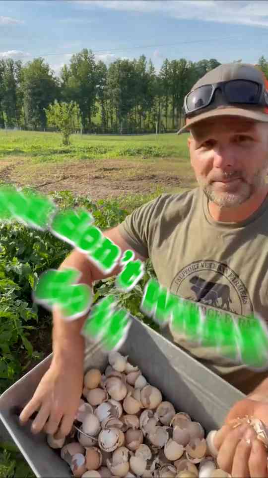 Why do tomatoes like egg shells? Bet ya didn't know this!