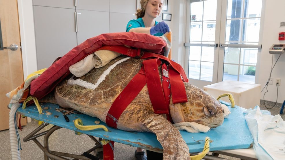 Week in Images: Medal of Sacrifice, 302 lb sea turtle, Operation 'Burn ...