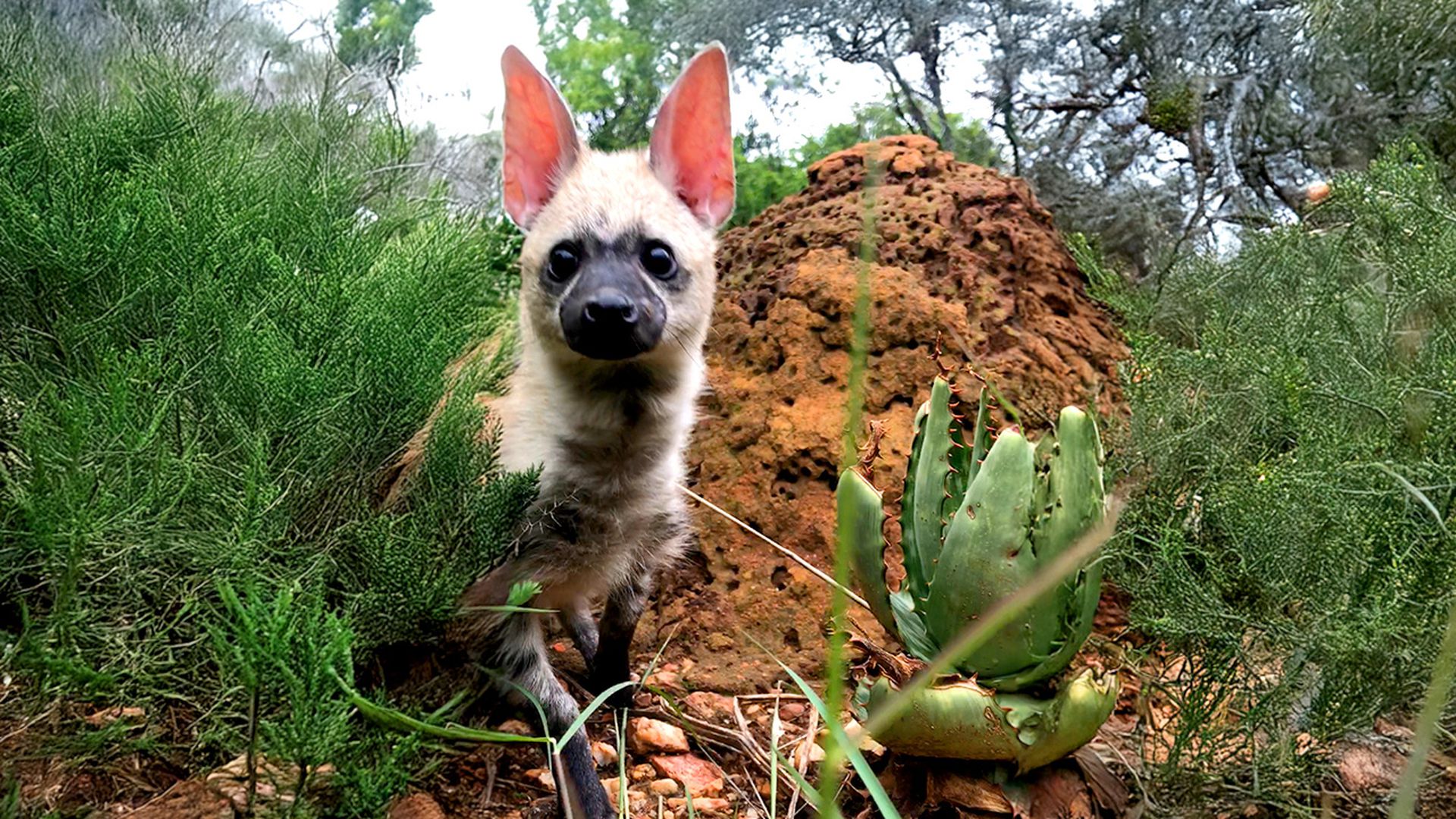 Tiny Aardwolf Cub Thanked Rescuer After Being Released Into Wild