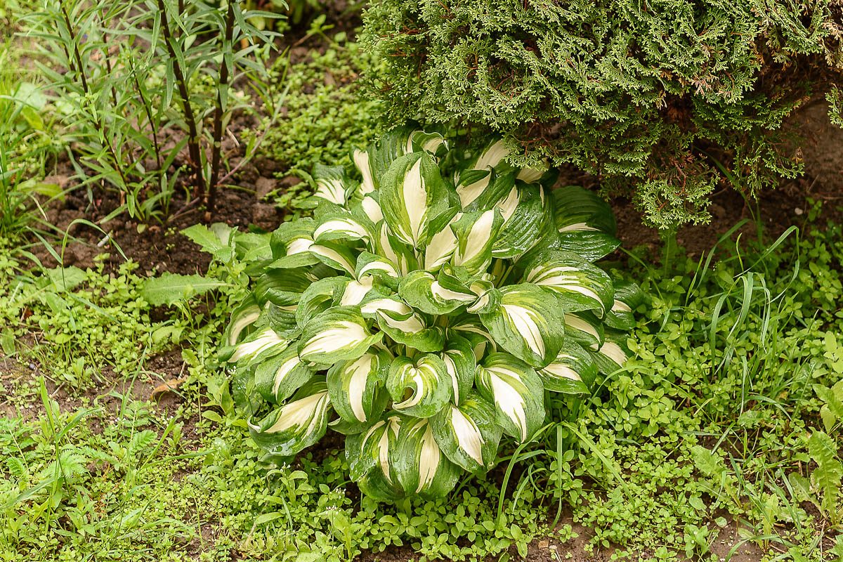 10 Resilient Deep Shade Plants for Your Garden
