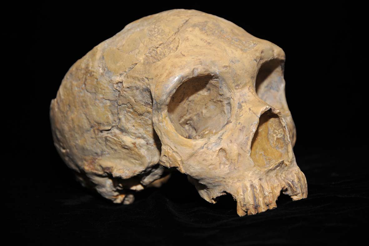 Unraveling the Hidden Legacy of Neanderthals: How Machine Learning and ...
