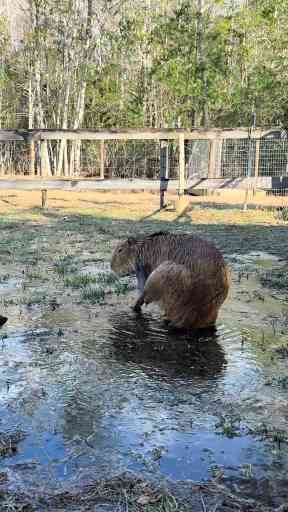 Capybara Ear Wiggles Discover the Adorable Science Behind It