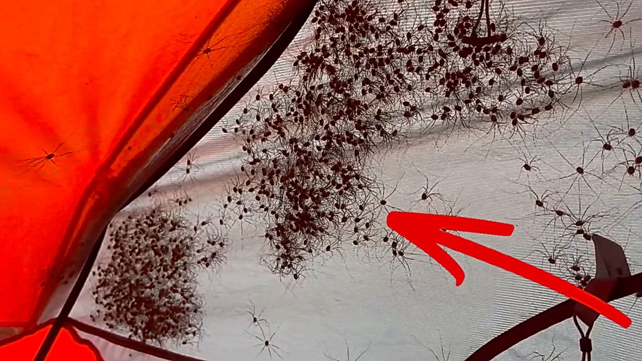 Sofort hellwach: Hunderte Spinnentiere umzingeln Camper