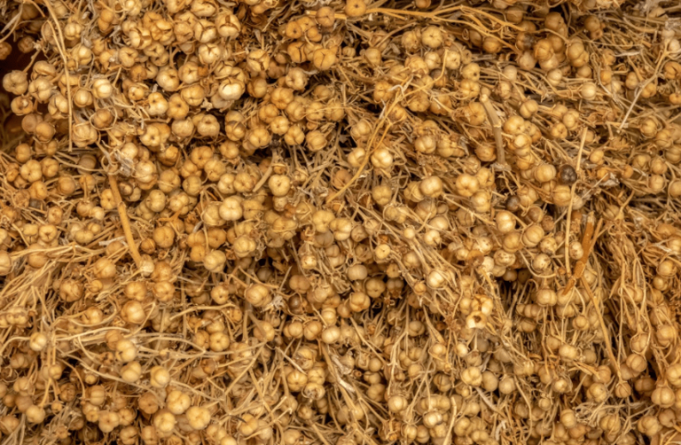 Oldest known use of harmal as incense discovered at Iron Age site in ...