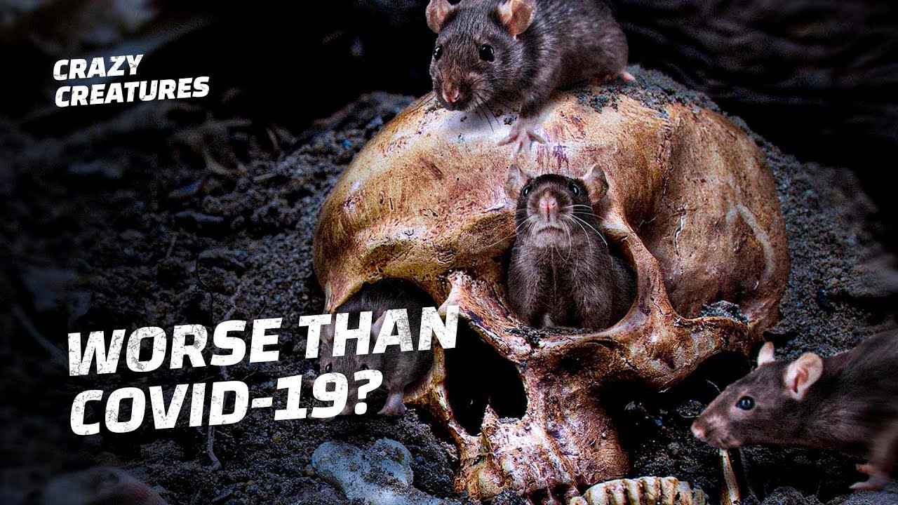 Global Killers: Animal-Borne Diseases Explained