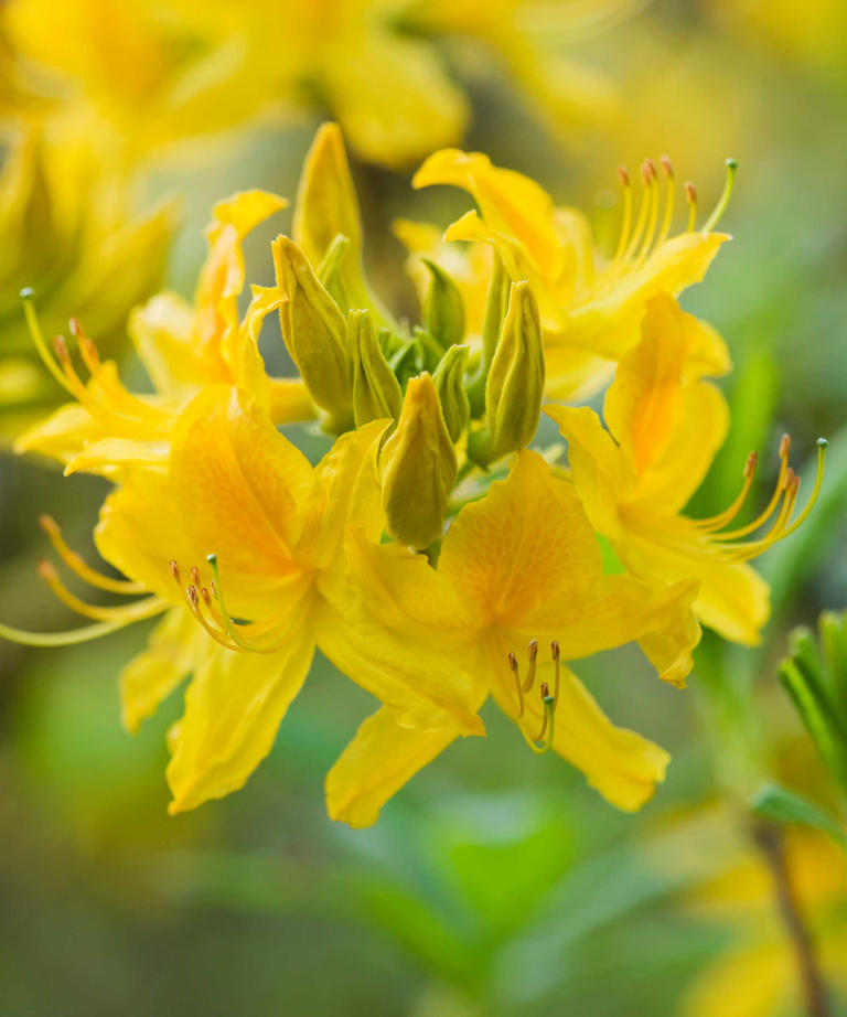 Where never to plant azaleas – 5 places to avoid growing these early ...