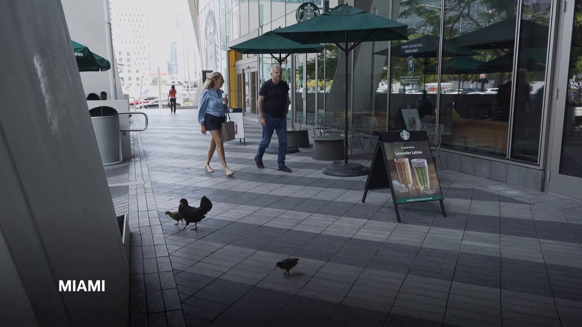 How the rooster became one of Miami’s iconic birds