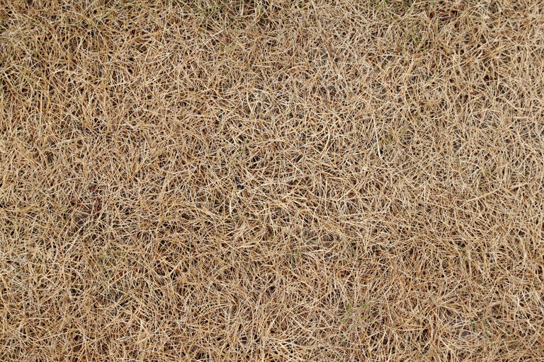 What Is Heat Stress In Lawns And How Do You Treat It?